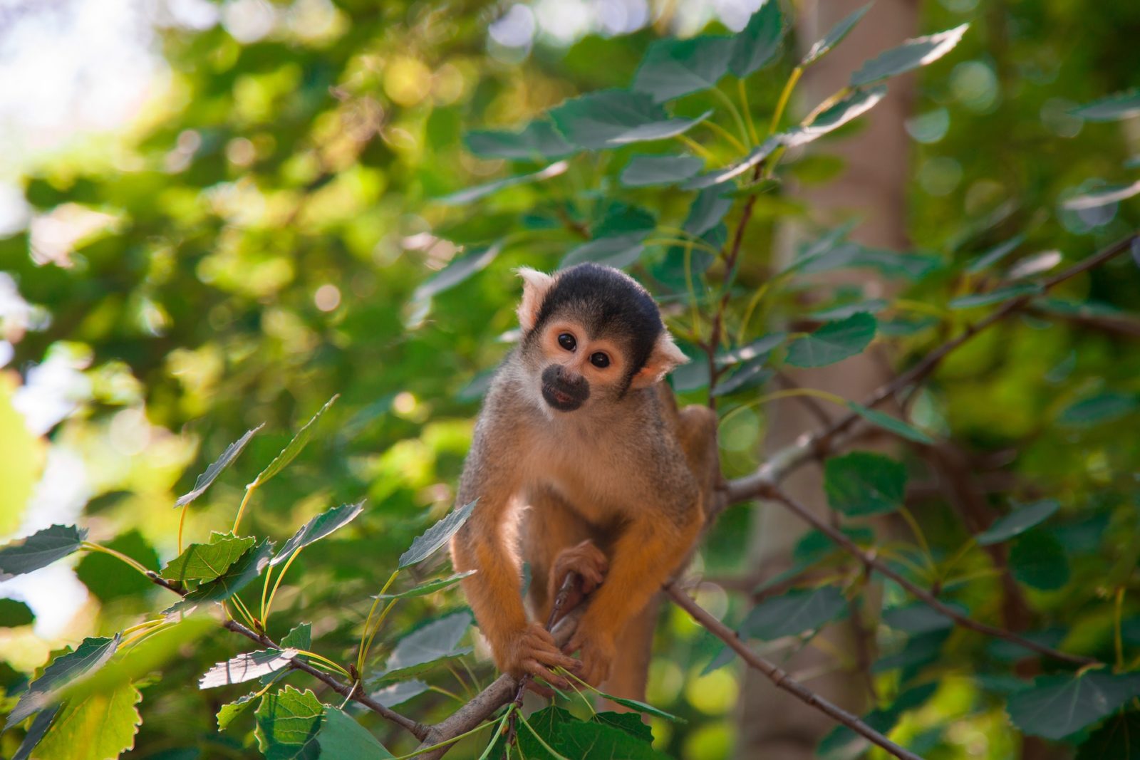 Top 10 Wildlife Destinations In the World | Widest